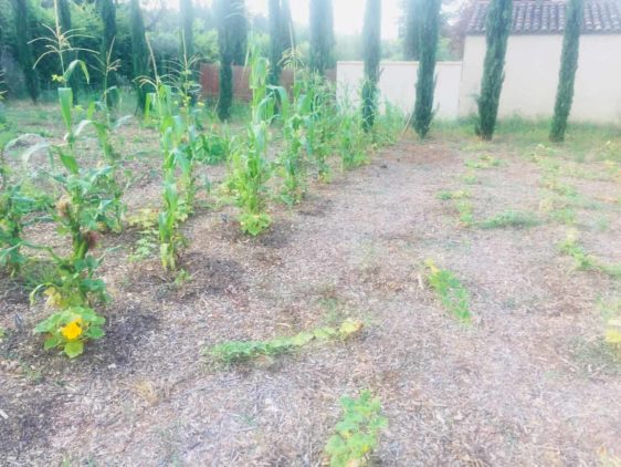 Companion planting – Transjardins